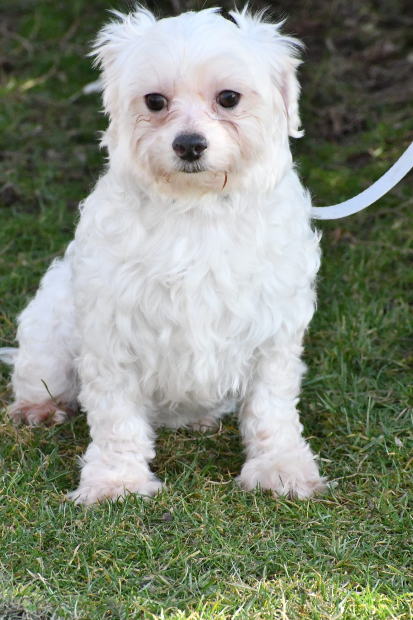 Mr. Will The Maltese | Good Times Family Puppies