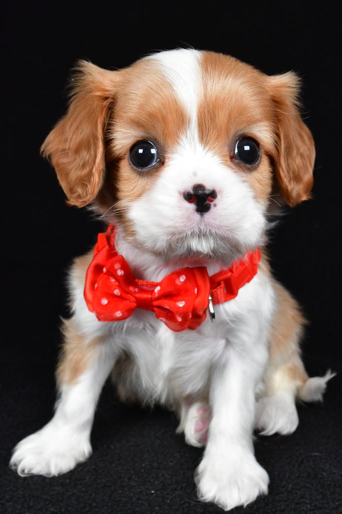 Mr Tyler The Cavalier King Charles Spaniel | Good Times Family Puppies