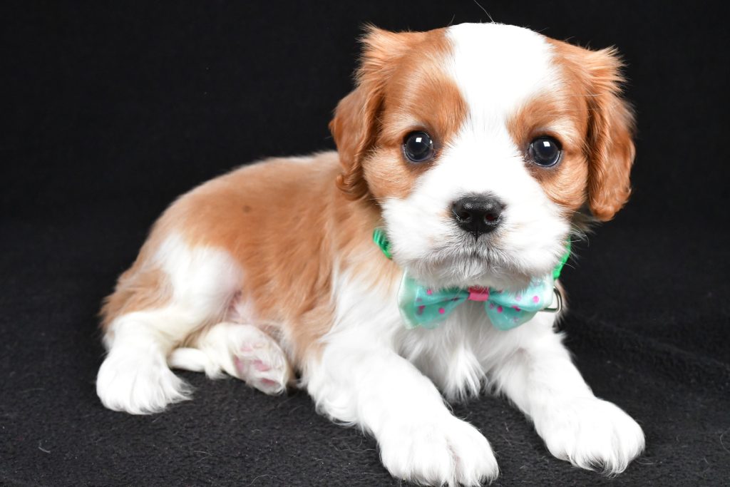 Mr Theo The Cavalier King Charles Spaniel | Good Times Family Puppies