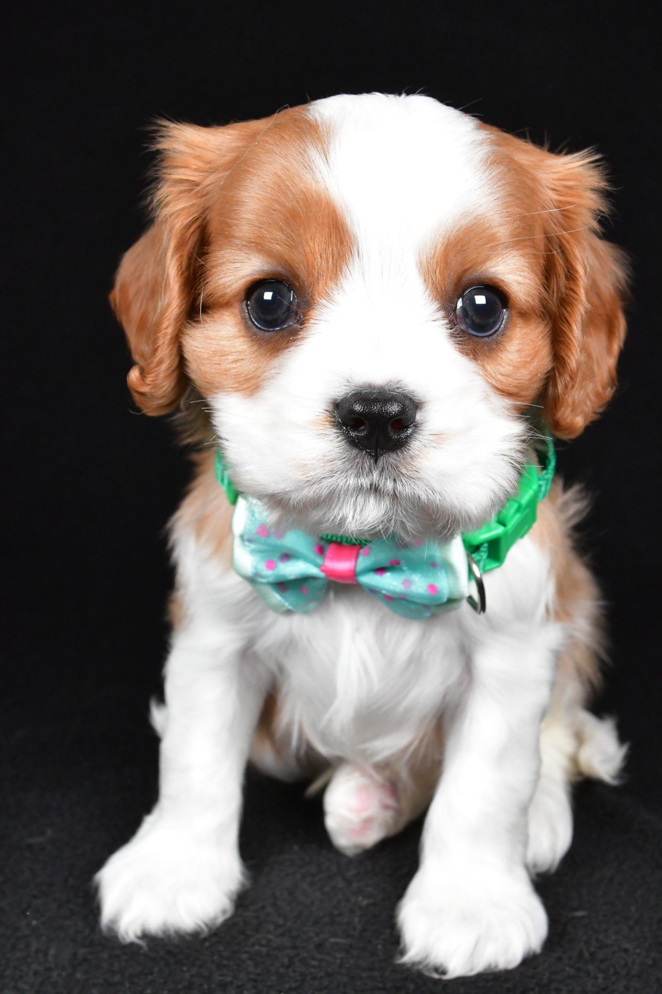 Mr Theo The Cavalier King Charles Spaniel | Good Times Family Puppies