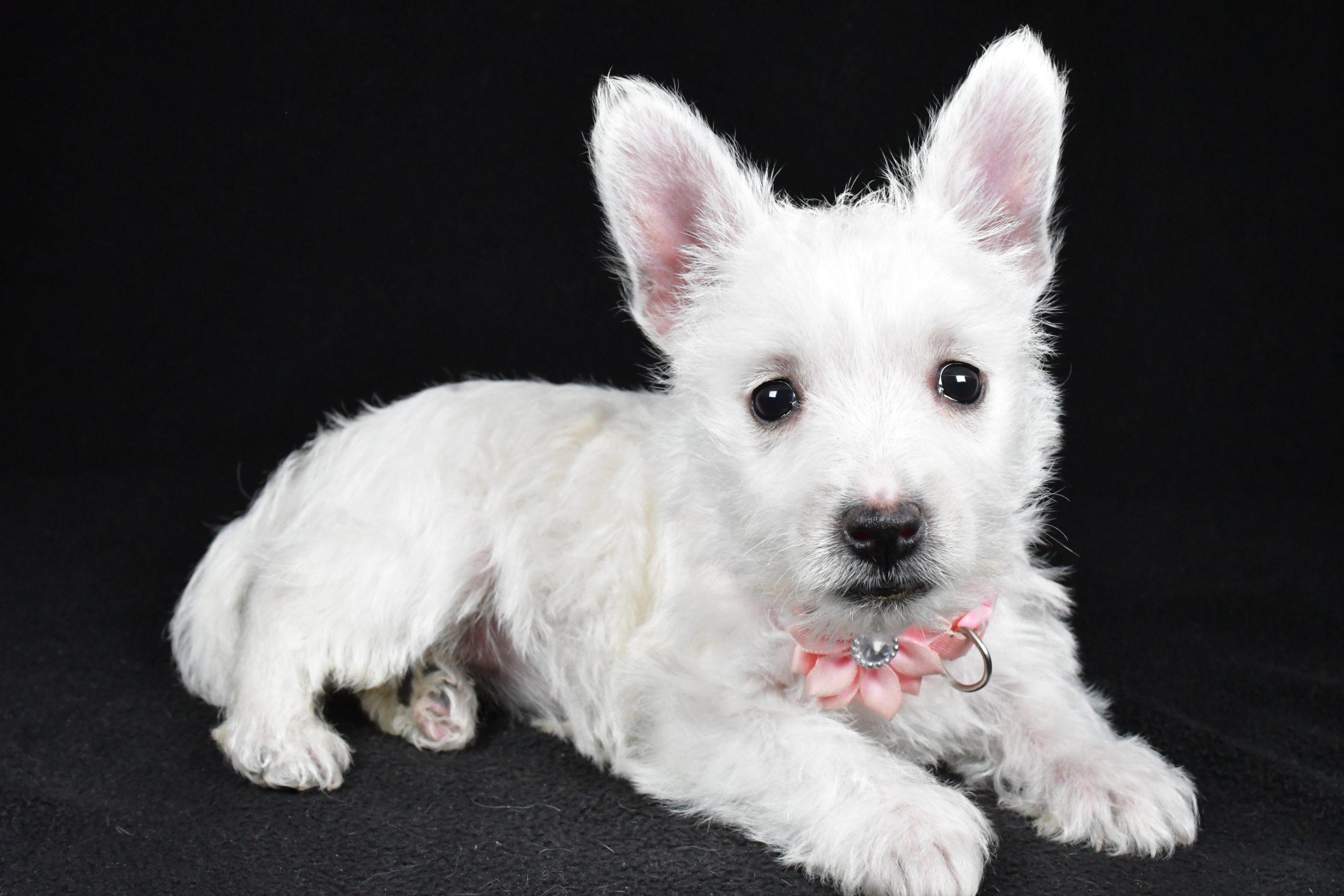 Miss Macey The West Highland White Terrier | Good Times Family Puppies