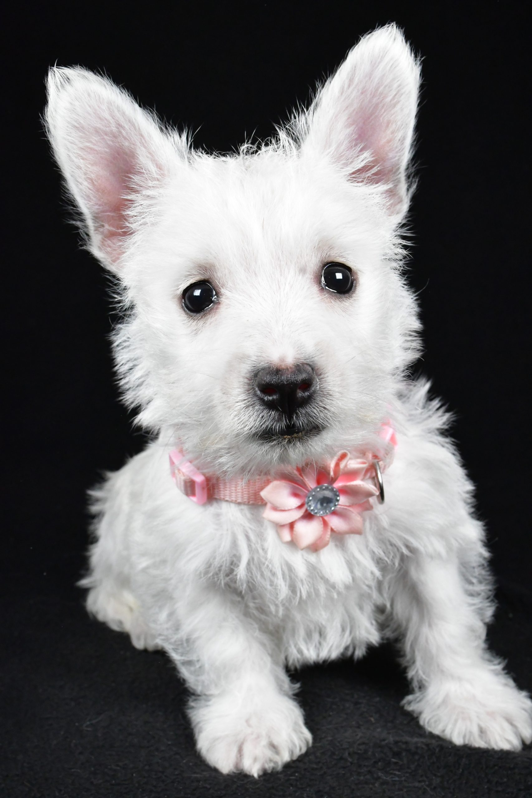 Miss Macey The West Highland White Terrier | Good Times Family Puppies
