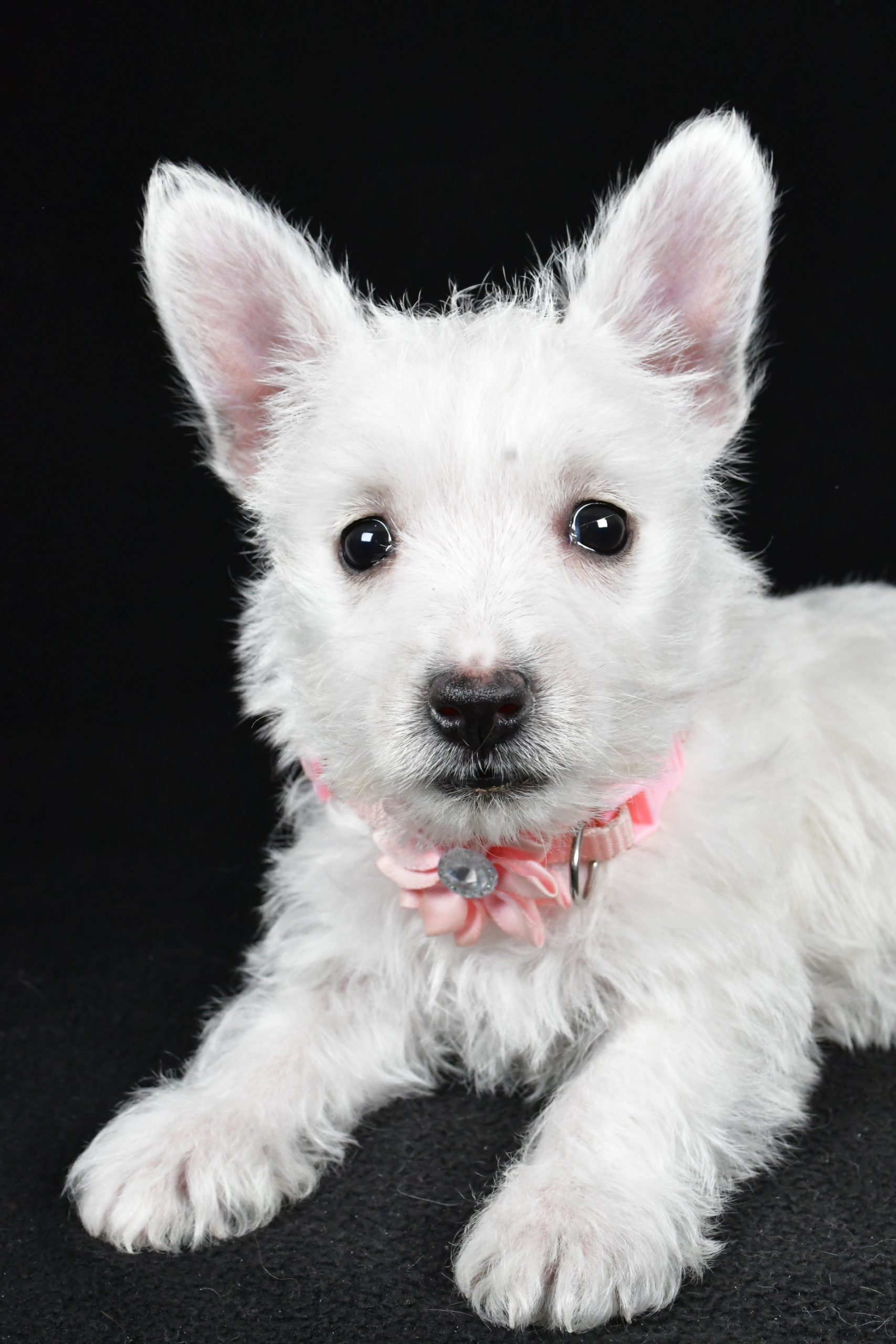 Miss Macey The West Highland White Terrier | Good Times Family Puppies