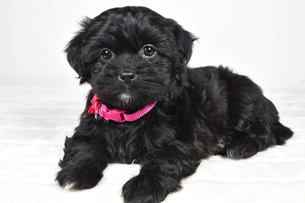 Miss Izzy The Shihpoo | Good Times Family Puppies