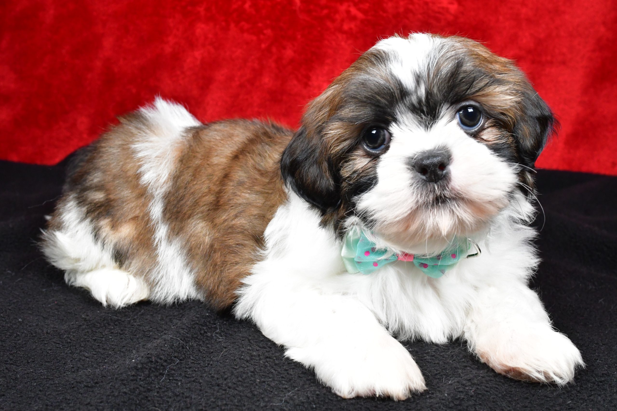 Mr Vince The Shihtzu | Good Times Family Puppies