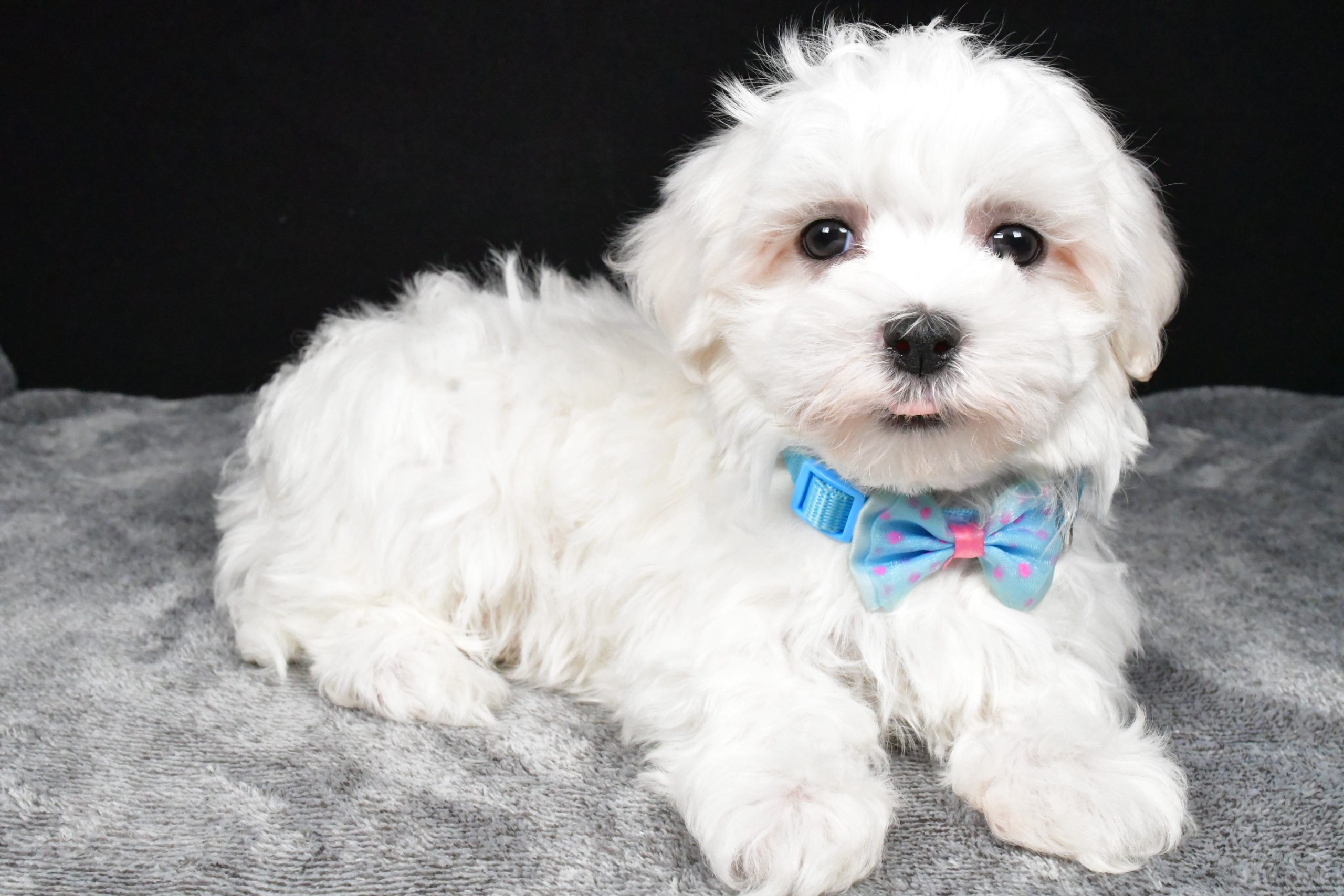 Mr. Waldo The Maltese | Good Times Family Puppies