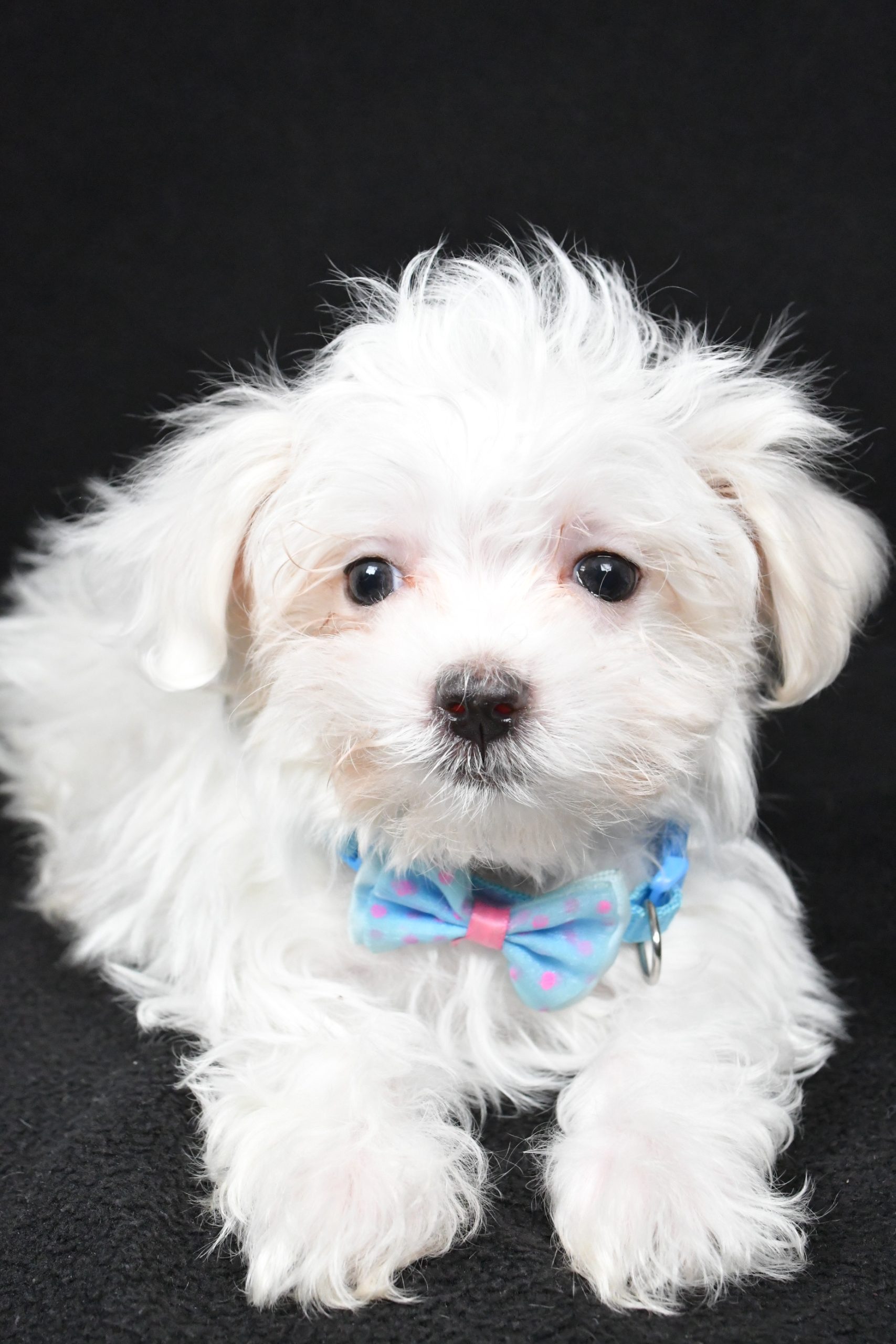 Mr. Lyndon The Maltese | Good Times Family Puppies