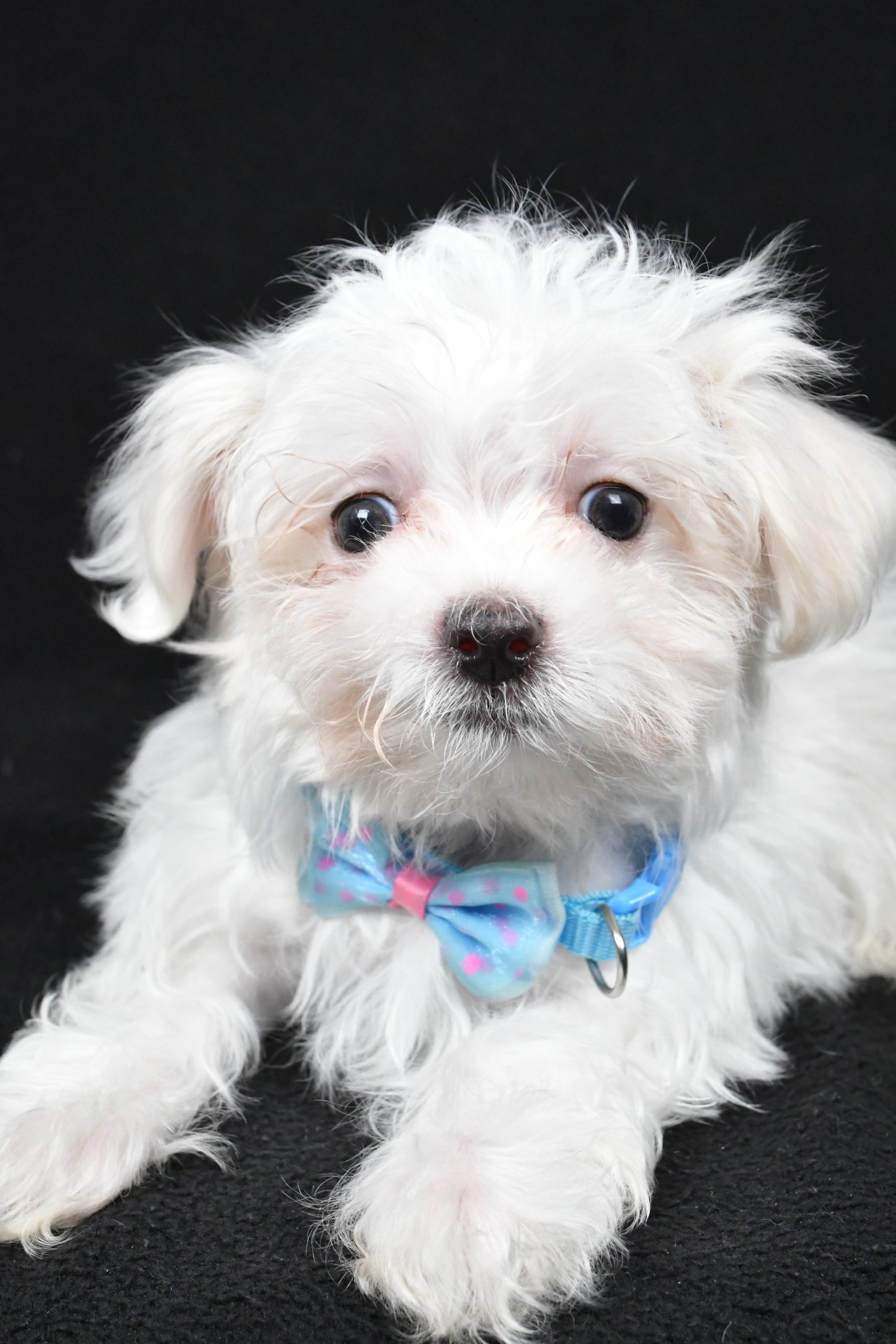Mr. Lyndon The Maltese | Good Times Family Puppies