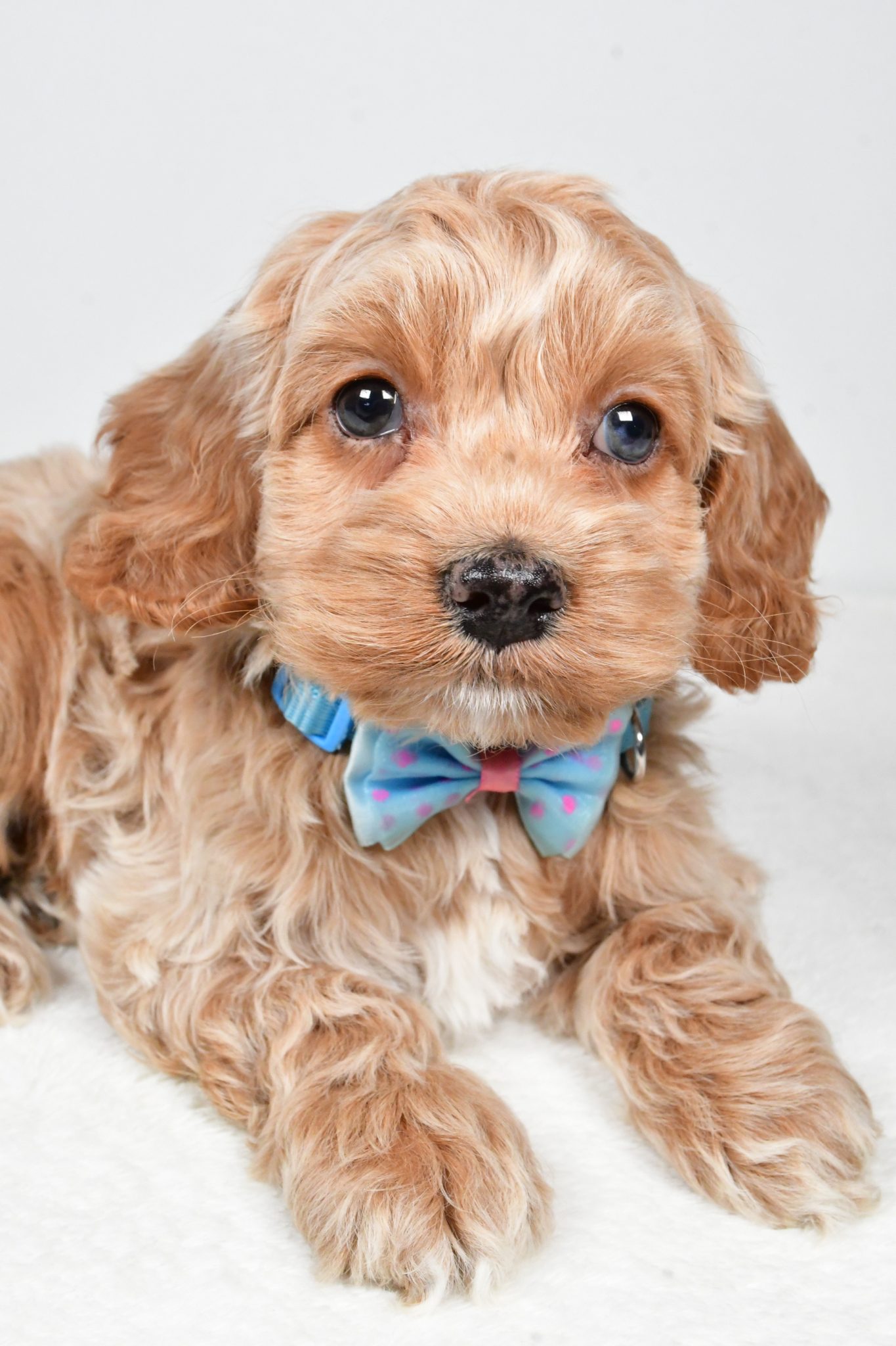 Mr Preston The Cockapoo | Good Times Family Puppies